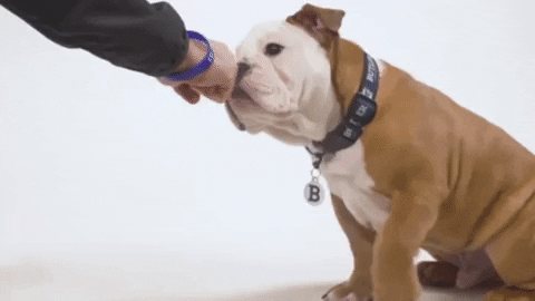 Happy Dog Fist Bump GIF | GIFDB.com