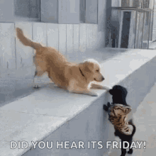 Happy Friday Dance Excited Dog Spinning GIF | GIFDB.com