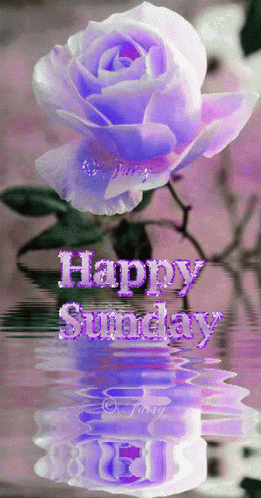 Happy Sunday Blessings Purple Rose Reflections GIF | GIFDB.com
