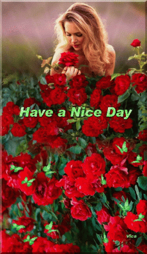 Have A Nice Day Red Roses Enjoy Butterflies GIF | GIFDB.com