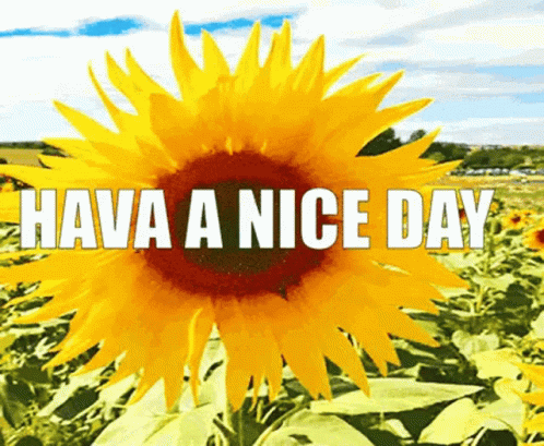 Have A Nice Day Sunflower Field GIF | GIFDB.com