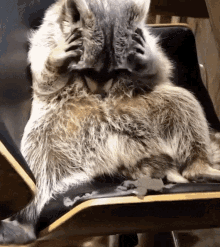 Head In Hands Embarrassed Shy Raccoon GIF | GIFDB.com