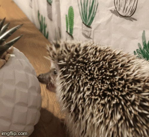Hedgehog Eating Fail GIF | GIFDB.com