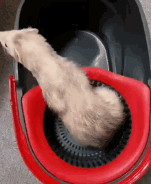 Hilarious Pet Ferret GIF | GIFDB.com