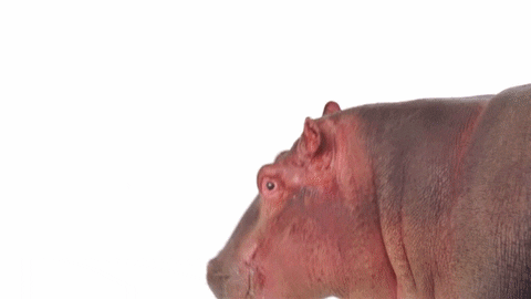 Hippopotamus Hello There GIF | GIFDB.com