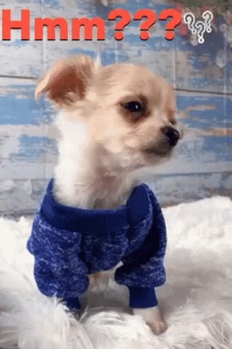 Hmmm Dog Doubting Chihuahua GIF | GIFDB.com