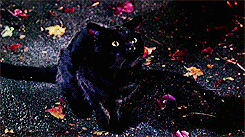 Hocus Pocus Cat Thackery Binx GIF | GIFDB.com