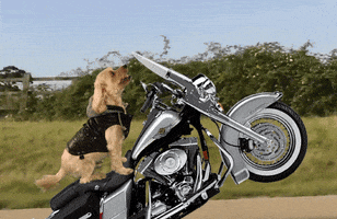 Hog Rider Dog Exhibition GIF | GIFDB.com