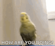 How Are You Doing Funny Birds GIF | GIFDB.com