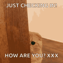 How Are You Just Checking Cat GIF | GIFDB.com