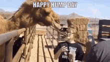 Hump Day Camel Pushing A Poor Woman GIF | GIFDB.com