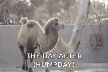 Hump Day Camel The Day After GIF | GIFDB.com