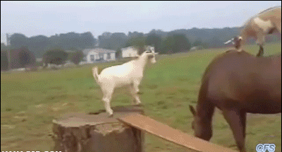 Jumping Farm Goat GIF | GIFDB.com