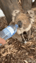 Koala Drinking Mineral Water GIF | GIFDB.com