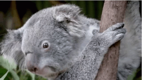 Koala Shocked What Reaction GIF | GIFDB.com