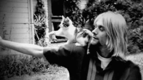Kurt Cobain Cat Play GIF | GIFDB.com