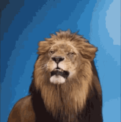 Lion Lazy Roar GIF | GIFDB.com