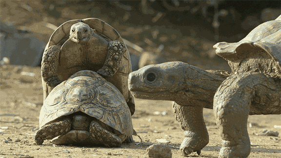 Make Love Tortoises GIF | GIFDB.com