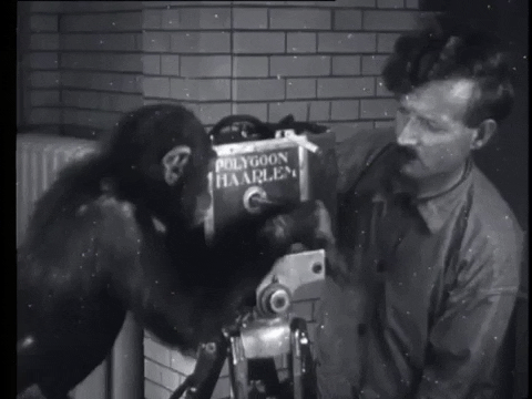 Monkey Filming GIF | GIFDB.com
