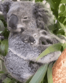 Mother & Baby Koala Hug GIF | GIFDB.com