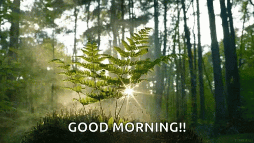 Nature Good Morning Forest GIF | GIFDB.com