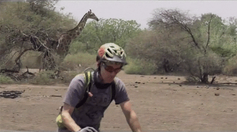 Northern Giraffe Botswana Biker GIF | GIFDB.com