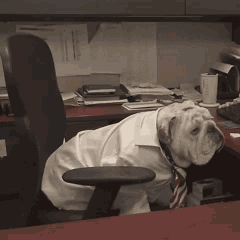 Office Chair Bulldog GIF | GIFDB.com