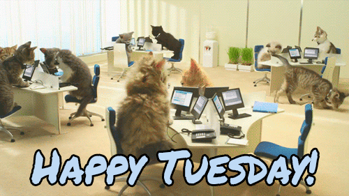 Office Worker Cats Funny Tuesday GIF | GIFDB.com