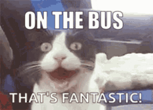 On The Bus Amazed Happy Cat Meme GIF | GIFDB.com