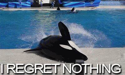 Orca Whale Spinning GIF | GIFDB.com