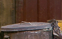 Oscar The Grouch Peeping At Trash Can GIF | GIFDB.com