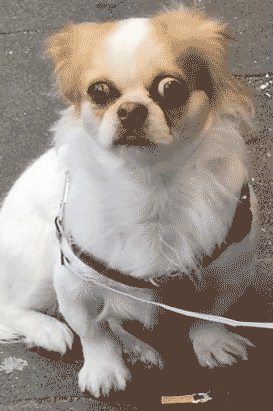 Panic Shocked Dog Eyes Wide Open Loop GIF | GIFDB.com
