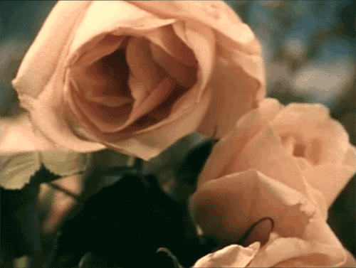 Pastel Pink Rose GIF | GIFDB.com