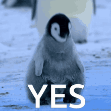 Penguin Nodding Yes Meme GIF | GIFDB.com