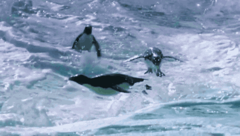 Penguins Swimming And Diving GIF | GIFDB.com