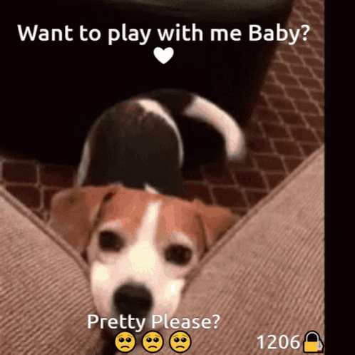 Play With Me Pretty Please GIF | GIFDB.com