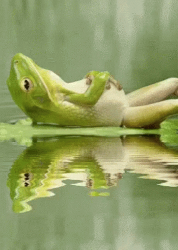 Pondering Pond Frog GIF | GIFDB.com