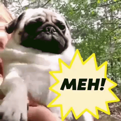 Pug Cute Meh Reaction GIF | GIFDB.com