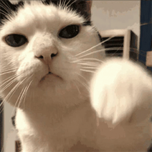 Punch In The Face Cat Paws GIF | GIFDB.com