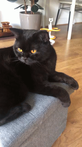 Purrcival Black Cat Kitten GIF | GIFDB.com