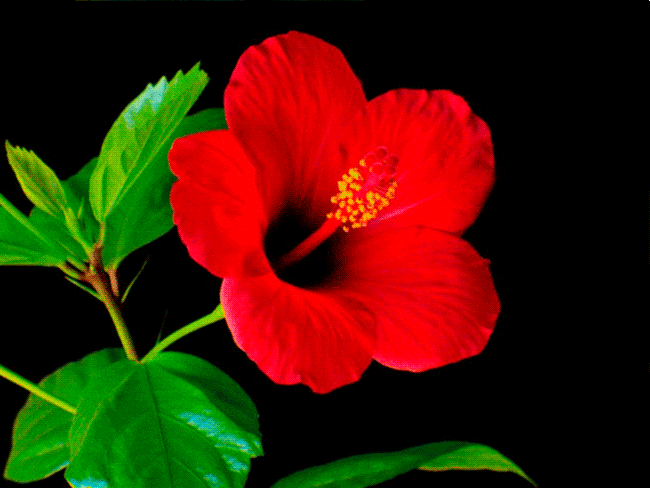 Red Hibiscus Flower GIF | GIFDB.com