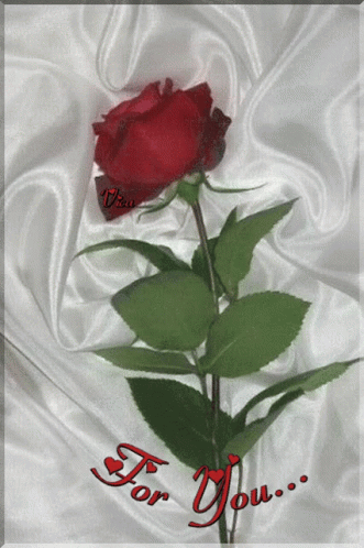 Rose For You GIF | GIFDB.com