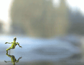 Run Lizard Water GIF | GIFDB.com