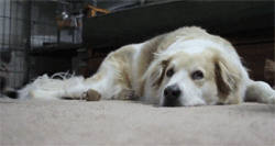 Running Cat Over Dog GIF | GIFDB.com