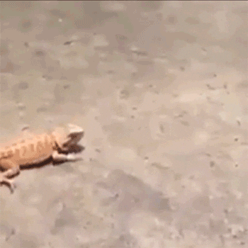 Running Iguana From Snake GIF | GIFDB.com
