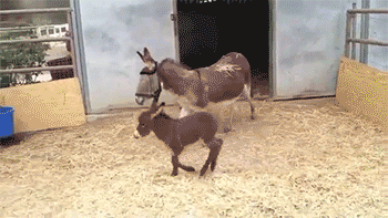 Running Little Donkey GIF | GIFDB.com