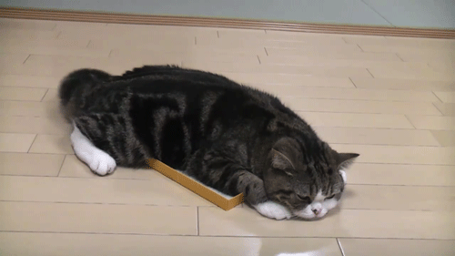 Sad Fat Cat GIF | GIFDB.com