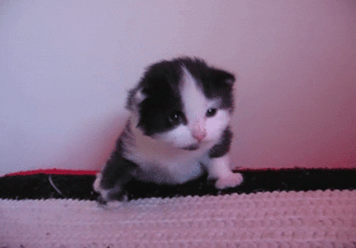 Scottish Fold Little Kitten Cat Crying GIF | GIFDB.com