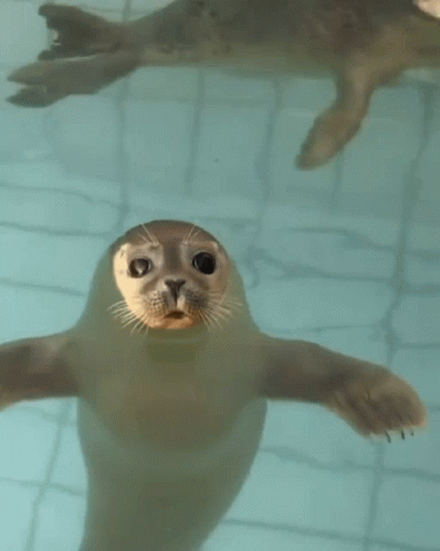 Seal 398 X 498 Gif GIF | GIFDB.com