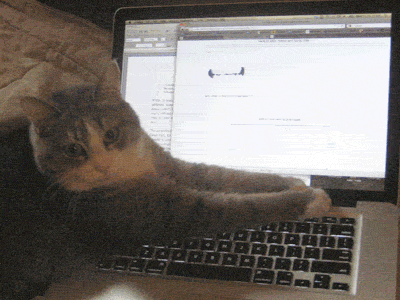 Serious Cat Typing On Keyboard GIF | GIFDB.com